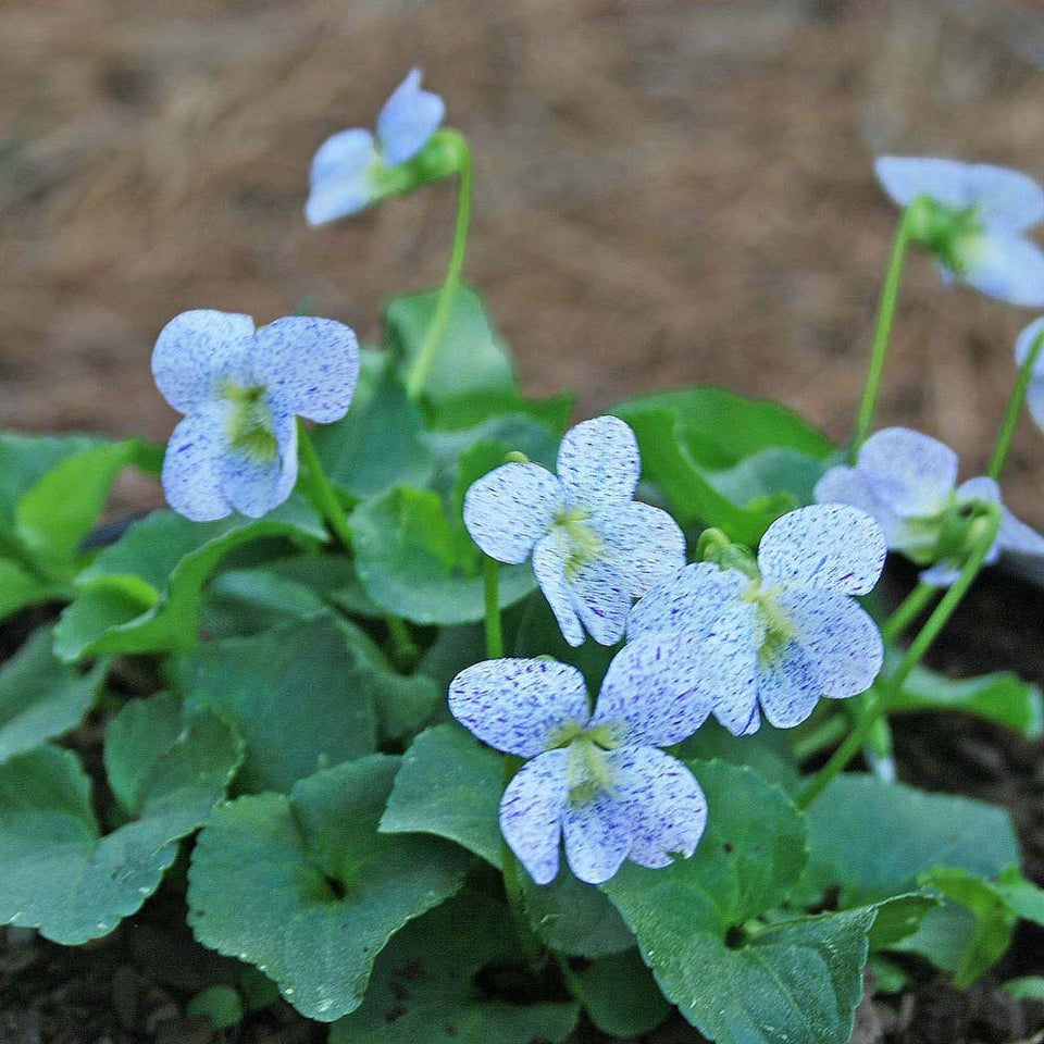 Viola sororia Freckles Violet for Sale | Rare Roots