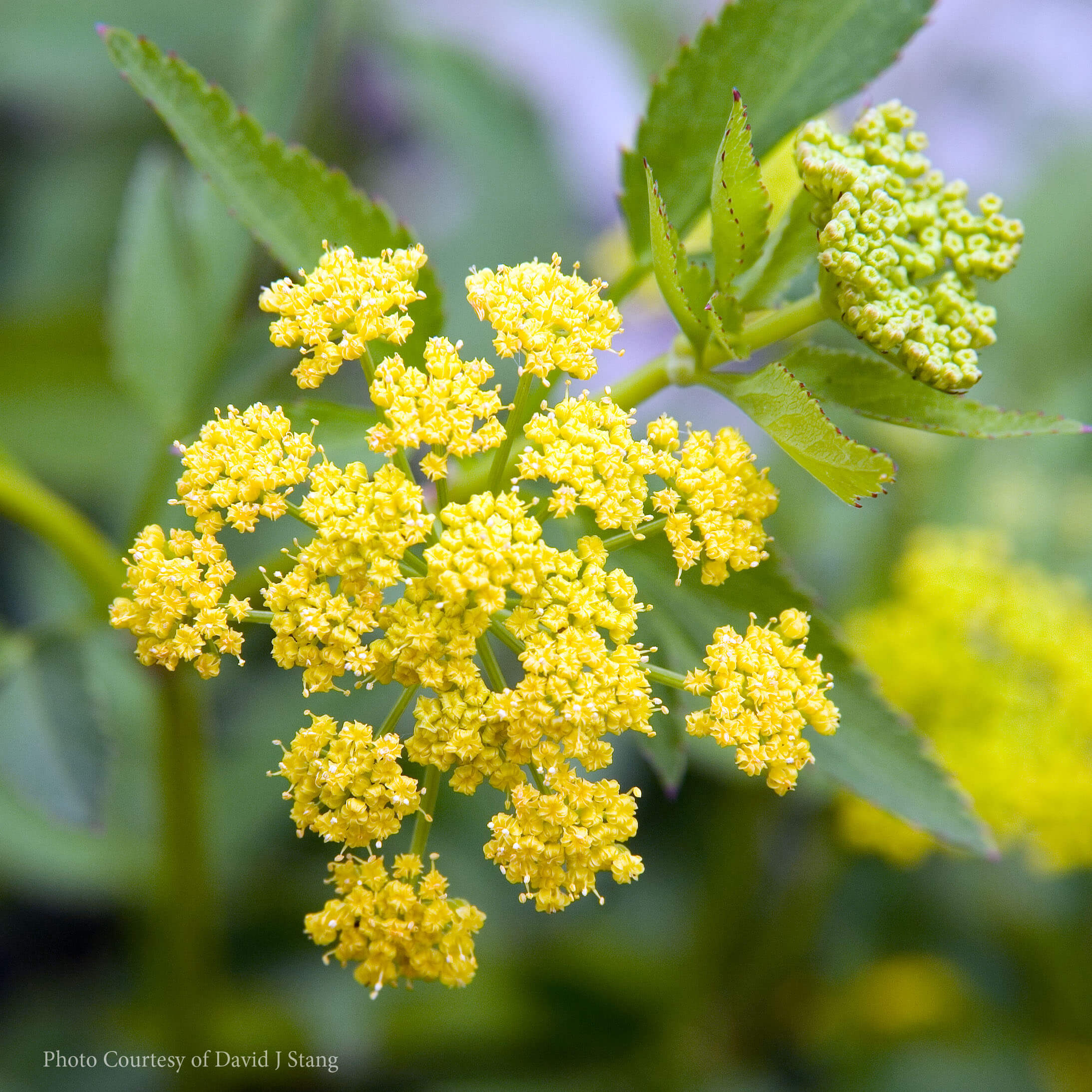 Zizea aptera | Rare Roots