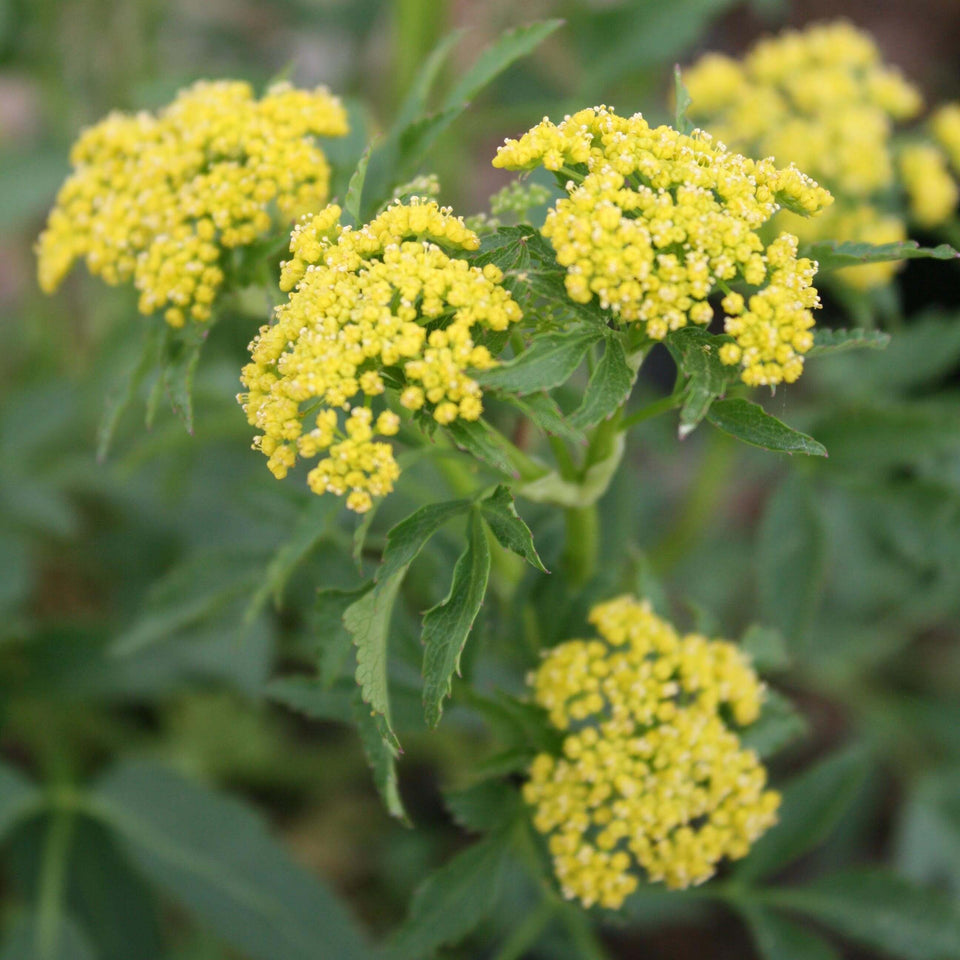 Zizia aurea Golden Alexander | Rare Roots