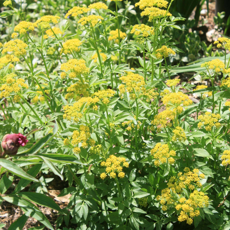 Zizia aurea Golden Alexander | Rare Roots