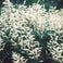 Aruncus 'Noble Spirit' Goat's Beard | Rare Roots