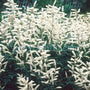 Aruncus 'Noble Spirit' Goat's Beard | Rare Roots